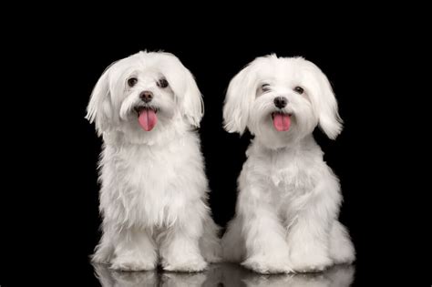 ペットシッター預かっている犬が 匹に増えて大混乱 あなたは誰ニューズウィーク日本版 オフィシャルサイト