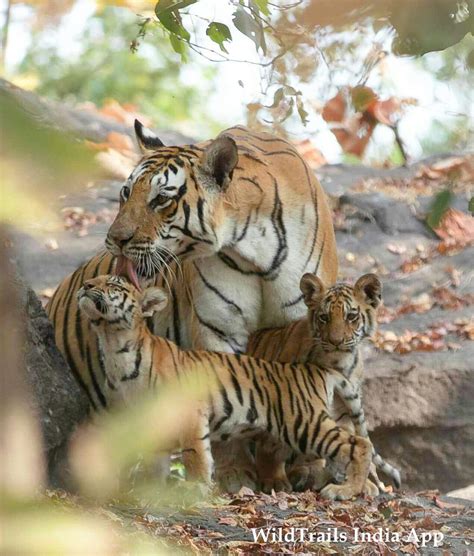 Top Tiger Reserves Near Hyderabad Pench WildTrails The One Stop