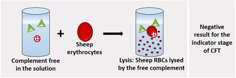 What Is Complement Fixation Test Definition Principle Procedure