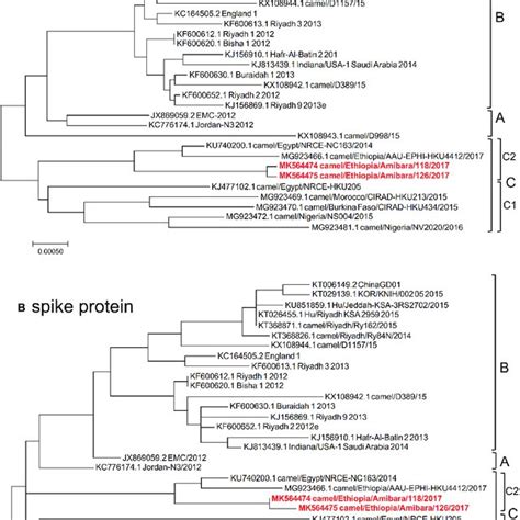 Phylogenetic Analysis Was Performed Using Mega7 Software Download Scientific Diagram