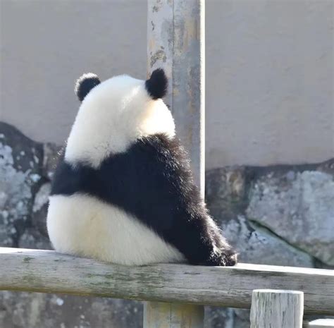 大熊猫 高清图片，堆糖，美图壁纸兴趣社区