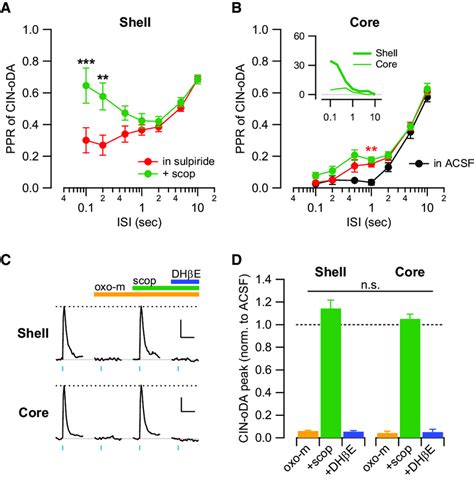 Machrs Also Contribute To The Use Dependent Inhibition Of Cin Oda In