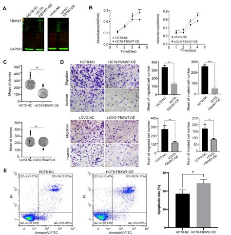 Fbxw7 Metabolic Reprogramming Inhibits The Development Of Colon Cancer