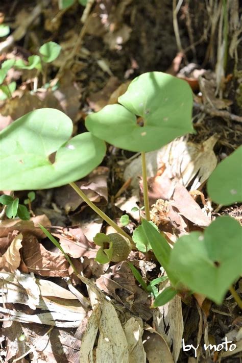 ウスバサイシン緑の花2022早春の花たち尾瀬12 野山の花たち