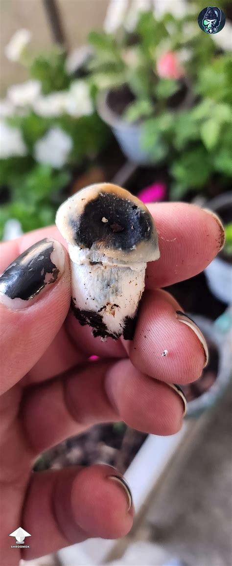 Black Areas On Shroom Why Is The Cap This Way