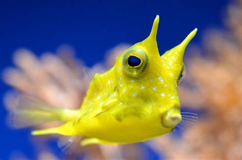 海のヘンテコ生き物たちがズラリ沼津港深海水族館vol 2 SPICE エンタメ特化型情報メディア スパイス