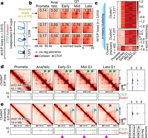 Cis Regulatory Contacts Are Established Rapidly After Mitosis And Can Download Scientific