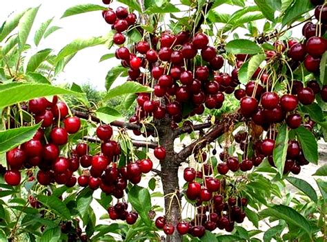 სანერგე კახეთში ჯუჯა ალუბლის ნერგები ☎️📞 597035317 ☎️📞