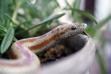 Rosy Boa Morphs A Comprehensive Guide To Colors And Care Exotic Pet Hub