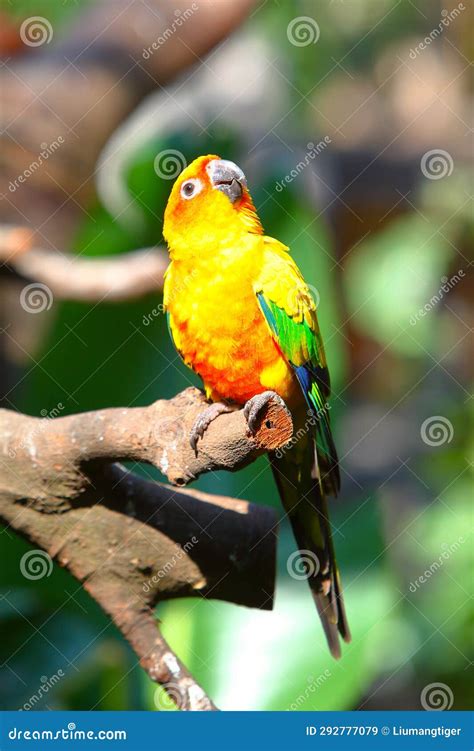 A Sun Parakeet On The Trunk Stock Image Image Of Feathers