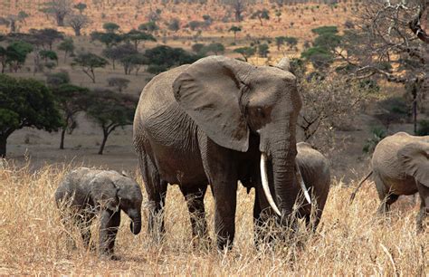 Chapter 42 Part1 Photo Safari Through Tanzania Sivs Sketches From