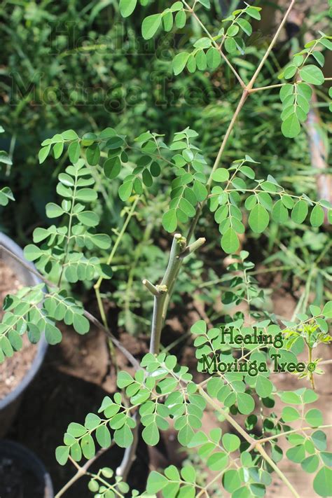 Healing Moringa Tree Beautiful Moringa Trees