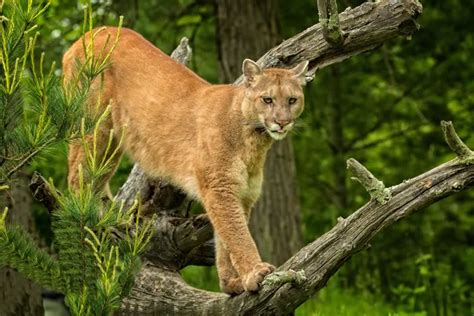 North American Wildlife Steve Upton Photography