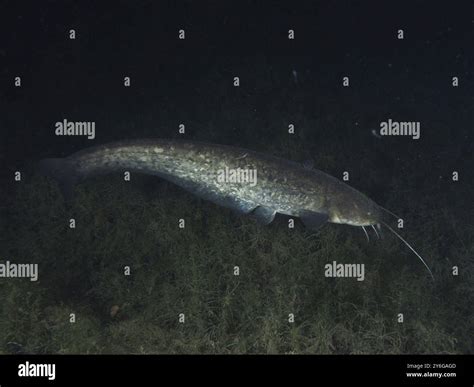 A Long Catfish Silurus Glanis Waller Swimming At Night In A Dark