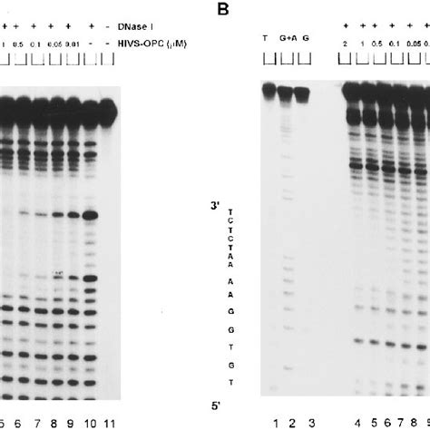 Structure Of Triple Helix Forming Oligonucleotides Conjugated With Opc