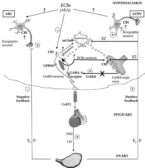 Model For Possible Regulatory Network Along The Male HPG Download Scientific Diagram