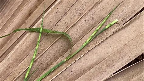 Invasive Itchgrass Look A Likes And Identification Youtube