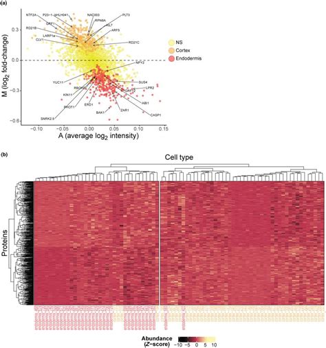 Decoding Plant Roots With Single Cell Precision Single Cell Proteomics