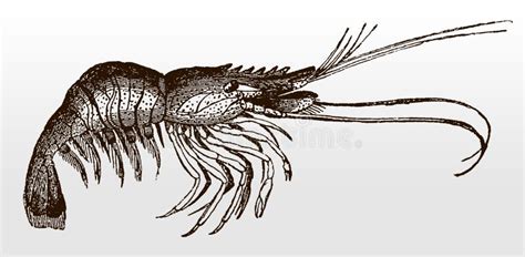 Shrimp Crangon Stock Illustrations 12 Shrimp Crangon Stock