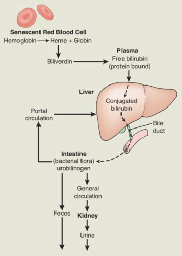 Hepatobiliary Disorders Flashcards Quizlet