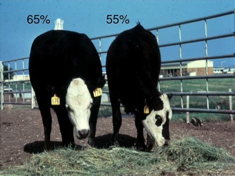 Ppt Replacement Heifer Management A Coordinated Management Concept