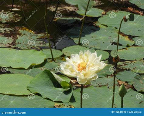 Lotus Flower Or Nelumbo Nucifera Stock Photo Image Of Petals