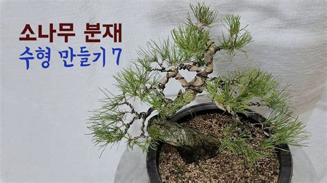 소나무분재 수형만들기7 pine bonsai YouTube