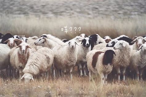 这里，的确是中国最好吃的羊肉（之一 知乎