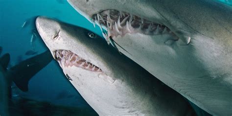 Sandbar Shark Teeth