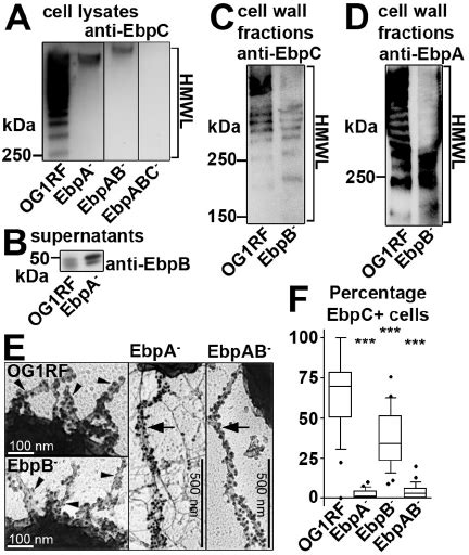 EbpA And EbpB Expression In Nonpiliated Strains Western Blot Anal Download Scientific Diagram
