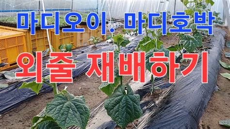 마디오이 마디호박 외줄재배하기 Youtube