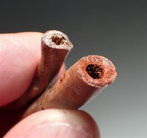 Set Of Four Dromaeosaur Raptor Dinosaur Fossils Teeth And Bones Dt6 352 Time Vault Gallery