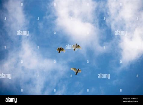 Three Little Corellas Cacatua Sanguinea In Flight In Sydney Nsw Australia Photo By Tara