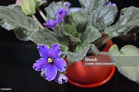 검은 색 광택 배경에 붉은 냄비와 반사와 보라색 바이올렛 집 꽃이 있다 0명에 대한 스톡 사진 및 기타 이미지 0명 건강한