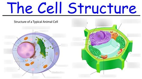 Diagram Of Cell Biology Quizlet