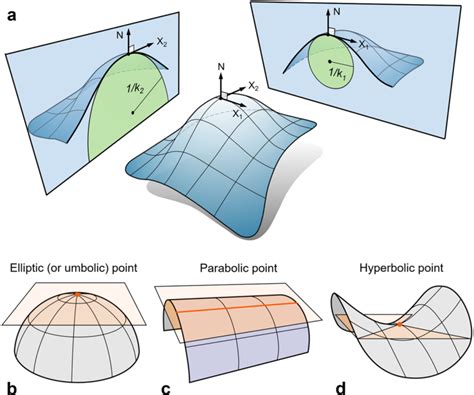 A 3d Conceptual Model Of Curvature Of The Surface The Unit Vectors X