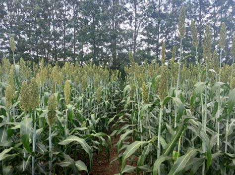 Wonderful Dau Daniel