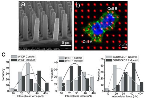 Cell Junctions In Tissue Morphogenesis Kathleen J Green Lab Feinberg