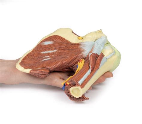 Shoulder Deep Dissection Of The Left Shoulder Joint Musculature And