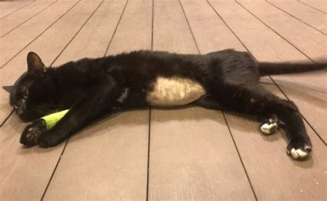 Saving Gomen Beat Fip Virus Cat Fip Treatment And Recovery