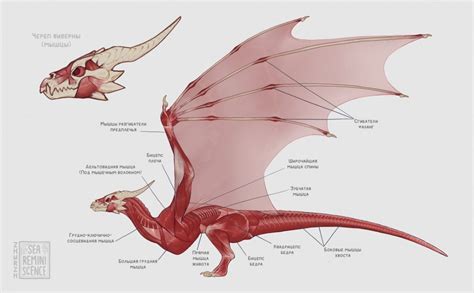 Wyvern Anatomy Accurate Dragons Wyvern Pose Reference Dragons Wyvern