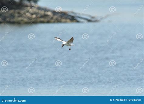 Vuelo De La Gaviota Sobre La Superficie De La Charca Y De Los Pescados De La B Squeda Foto De