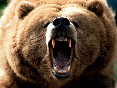 Grizzly Bear Characteristics Habitat Feeding And More
