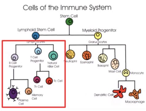 B And T Cell Activation Flashcards Quizlet
