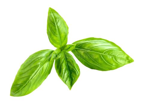 Hojas De Albahaca Verde Frescas Aisladas En Fondo Blanco Imagen De