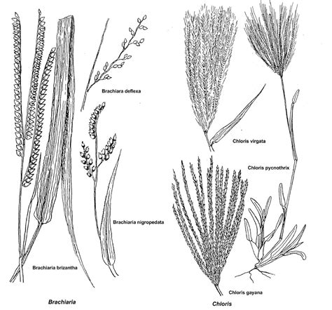 Veld And Pastures Elearning → The Grass Plant Pci Agricultural Services