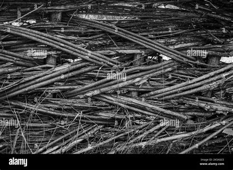 Fence Made Of Tree Branches Boards Close Up Of Tree Trunk In Forest
