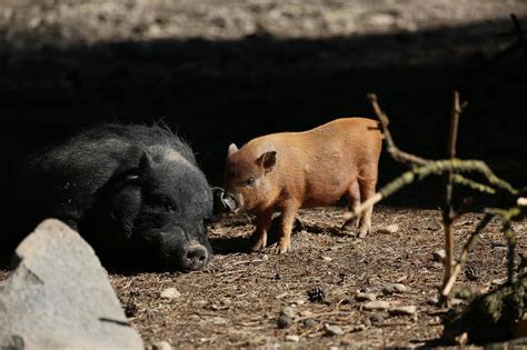 Cute Wild Boar Piglets