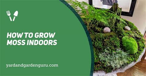 How To Grow Moss Indoors
