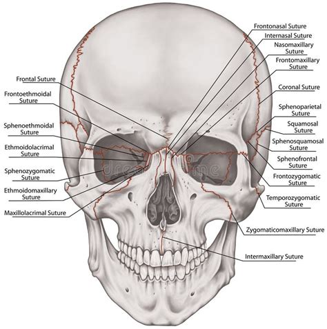 Board The Sutures Of Skull Anterior View Stock Illustration Illustration Of Anatomical Human